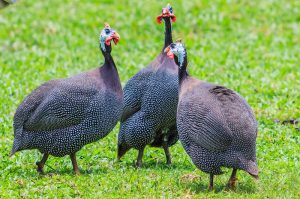 Types of Farm Birds