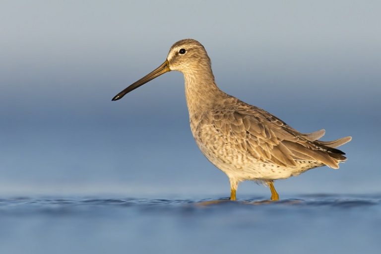 Types Of Beach Birds? [Updated 2026]