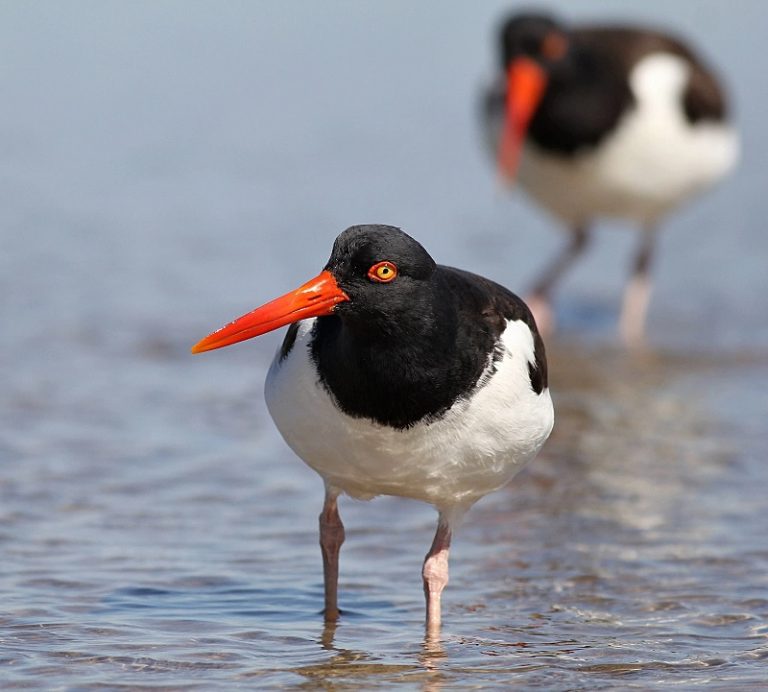 Types Of Game Birds?