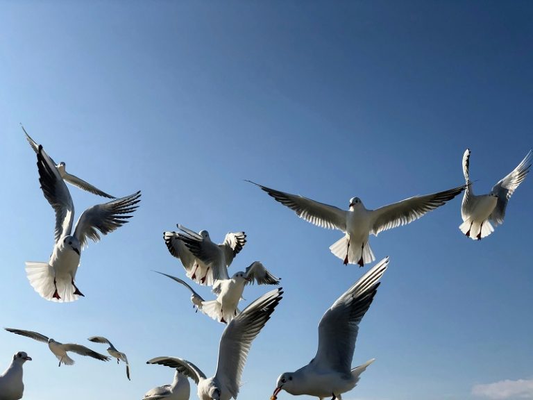 What Do Birds Do When They Are Scared?