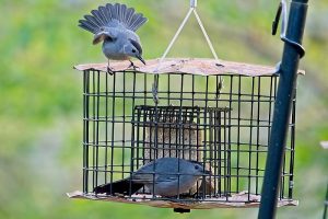 How To Keep Cowbirds Away From Bird Feeders?