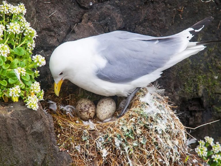 Are There Any Birds That Give Live Birth? [Updated 2026]