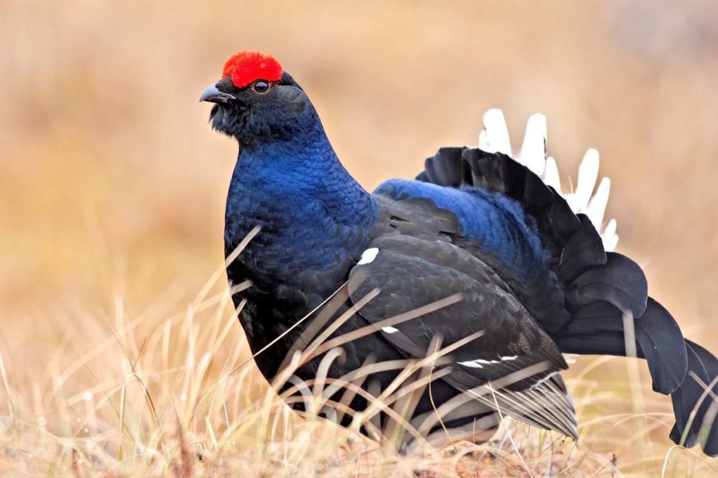 Types Of Game Birds?