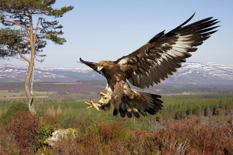 Types of Predatory Birds