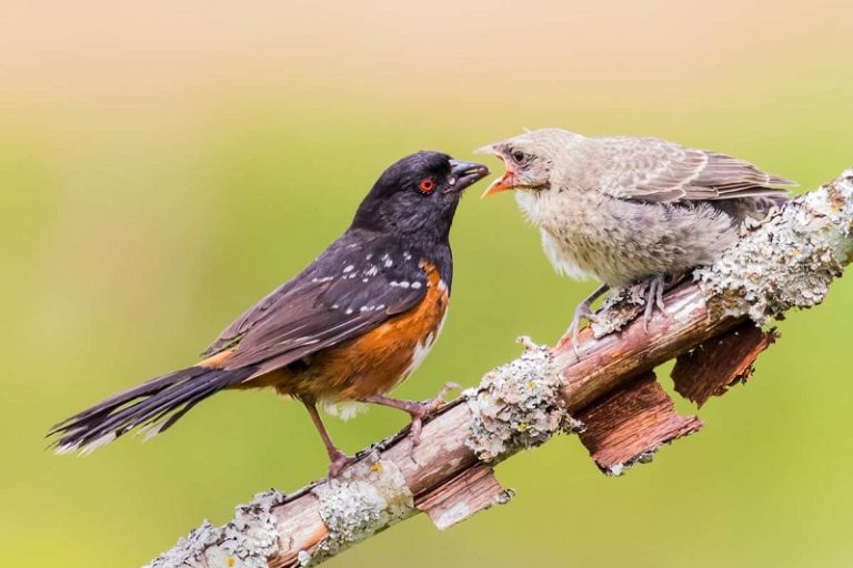 What Does It Mean When A Baby Bird Keeps Chirping? [Updated 2026]