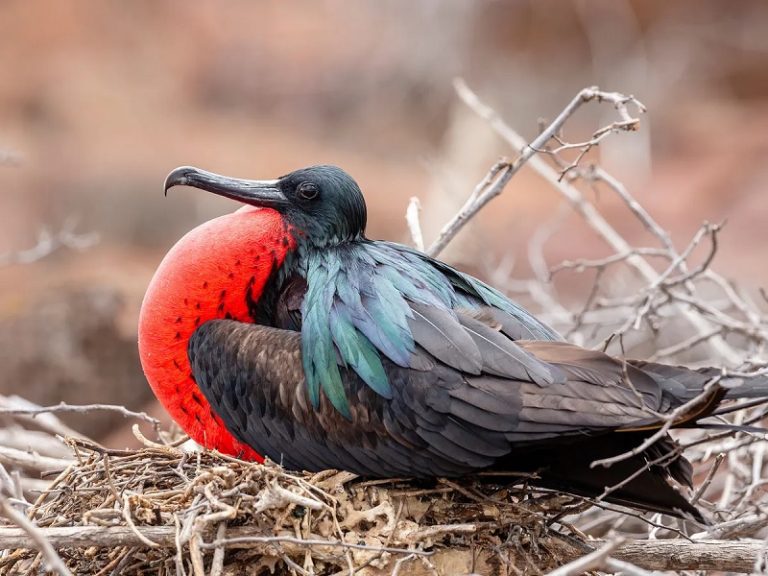 What Bird Doesn't Lay Eggs? [Updated 2026]