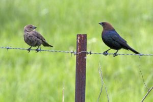 How To Keep Cowbirds Away From Bird Feeders?