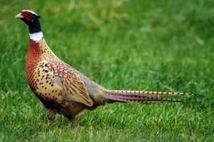 Types Of Game Birds?