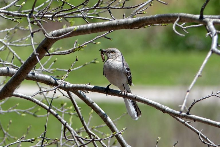 Are Mockingjays Real Birds? [Updated 2026]