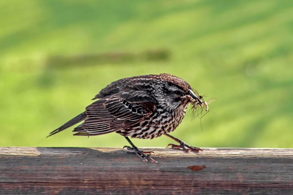What Birds Eat Butterflies?