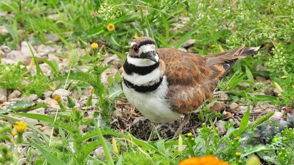 What Birds Lay Eggs On The Ground?