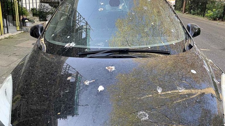 Is Bird Poop Acidic?