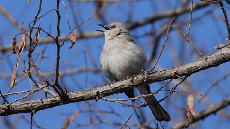 Is The Mockingjay A Real Bird? - Nature with Birds