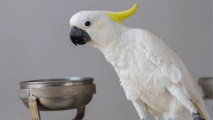 What Cookware Is Safe For Birds?