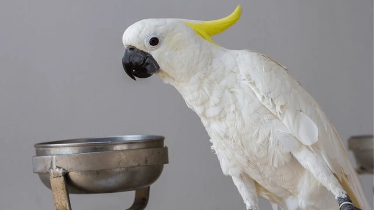 What Cookware Is Safe For Birds?