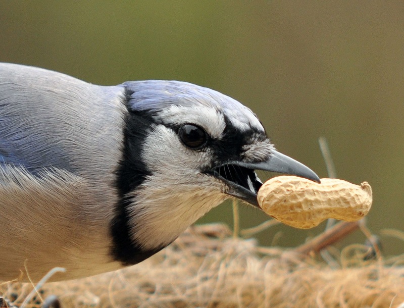 What Nuts Can Birds Eat? [Updated 2025]