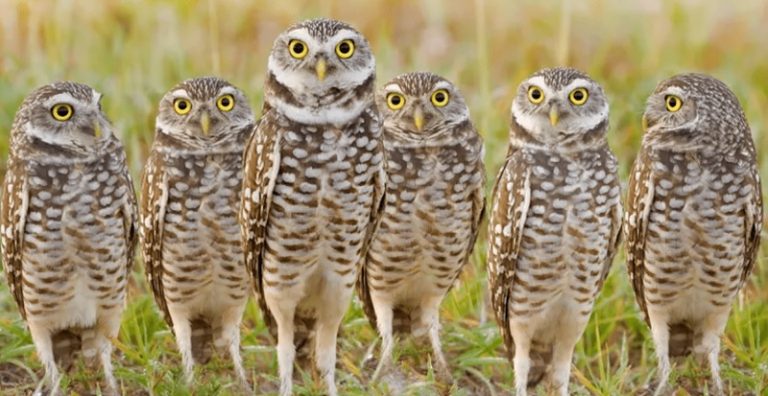 Are All Birds Afraid Of Owls?