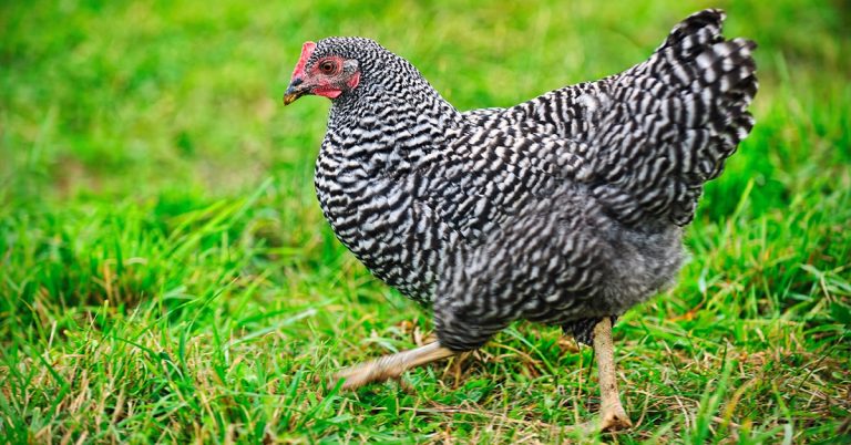 Types of Domestic Birds