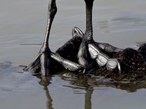 What Are Bird Feet Called
