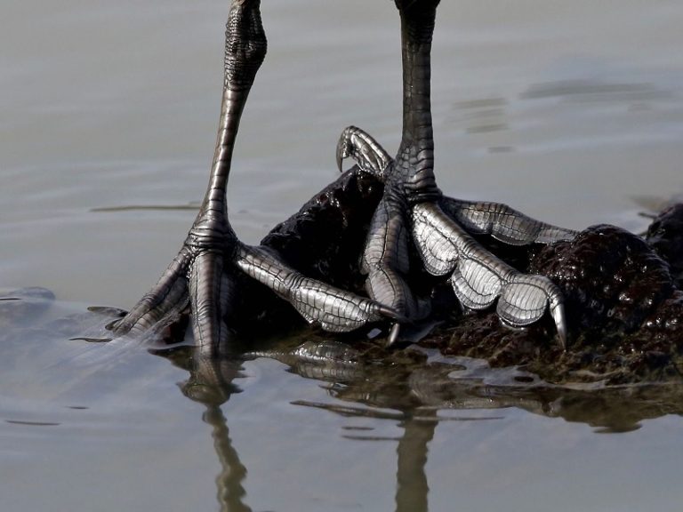 What Are Bird Feet Called