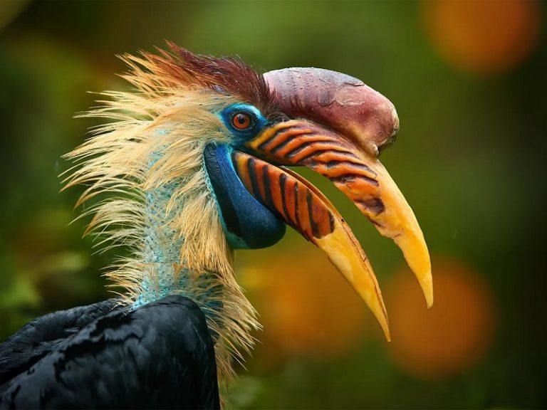 Types of Beaks of Birds
